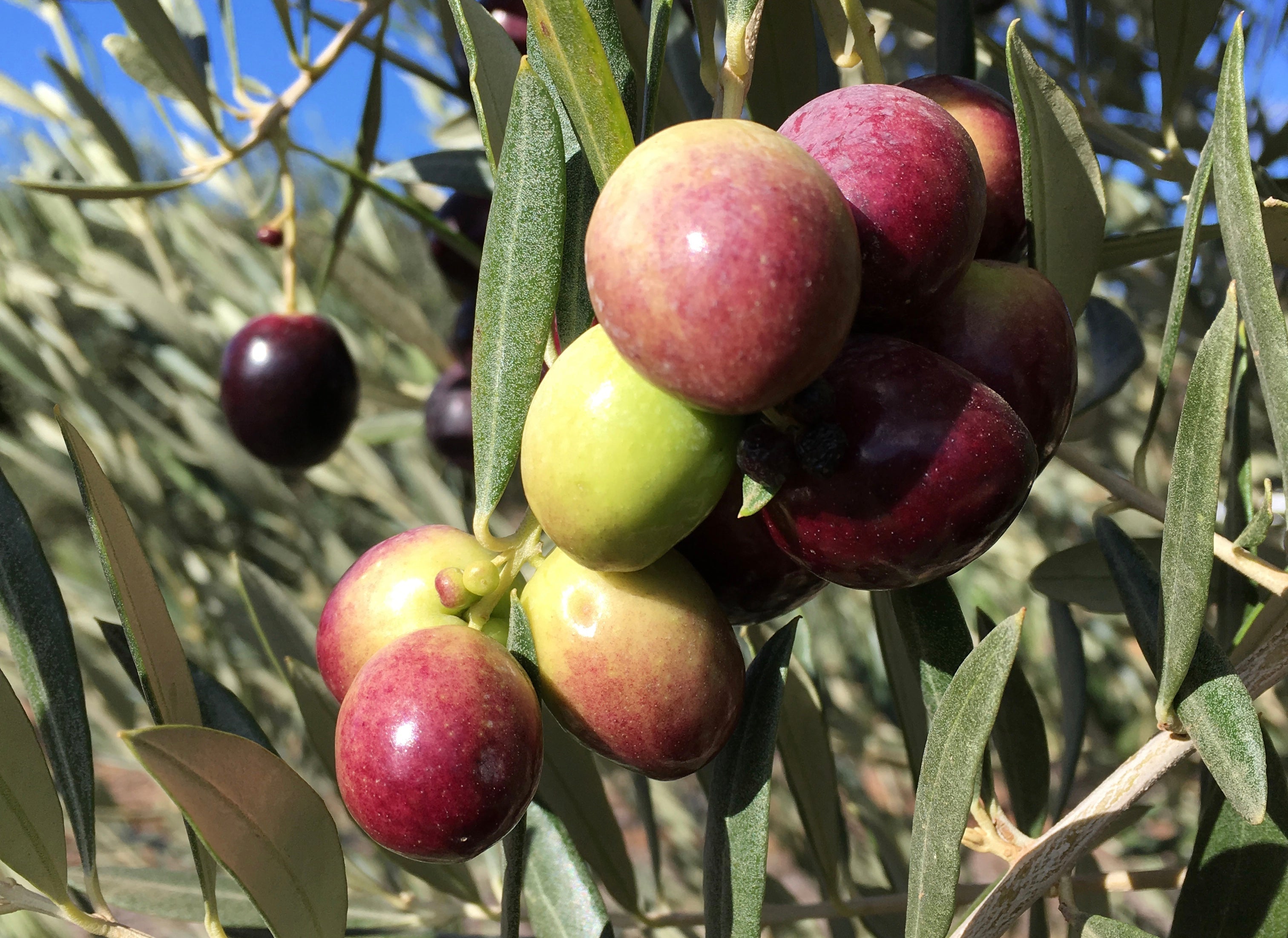Olive Varietals Spotlight: Picual – Cobram Estate USA
